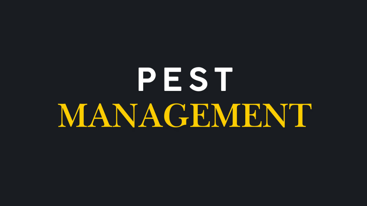 7 Signs of a Wasp Nest on Your Property | 2025 Guide